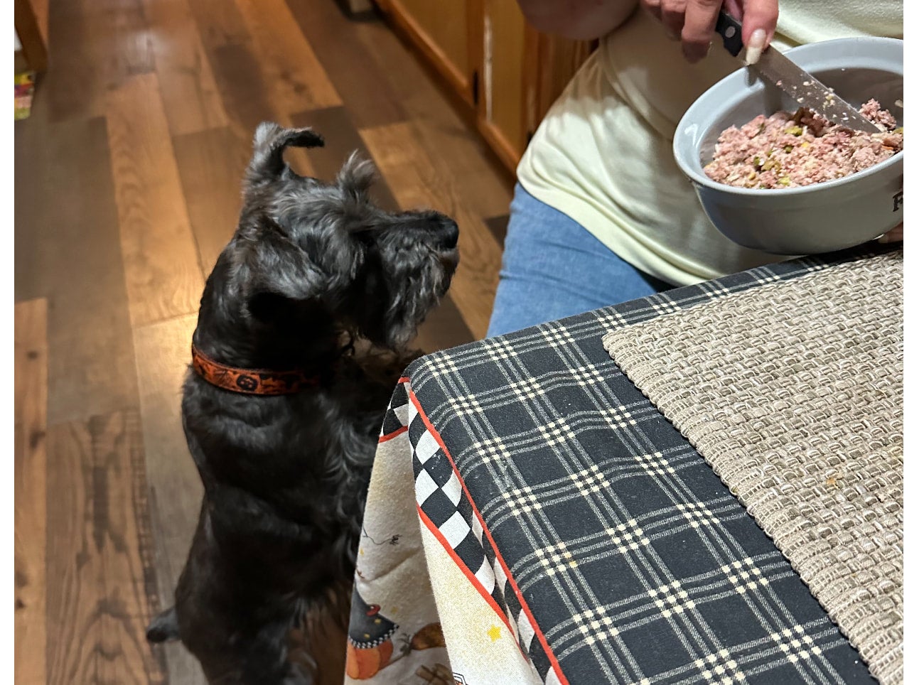Haus Pet Food Subscription | Boarri Craft Butchery